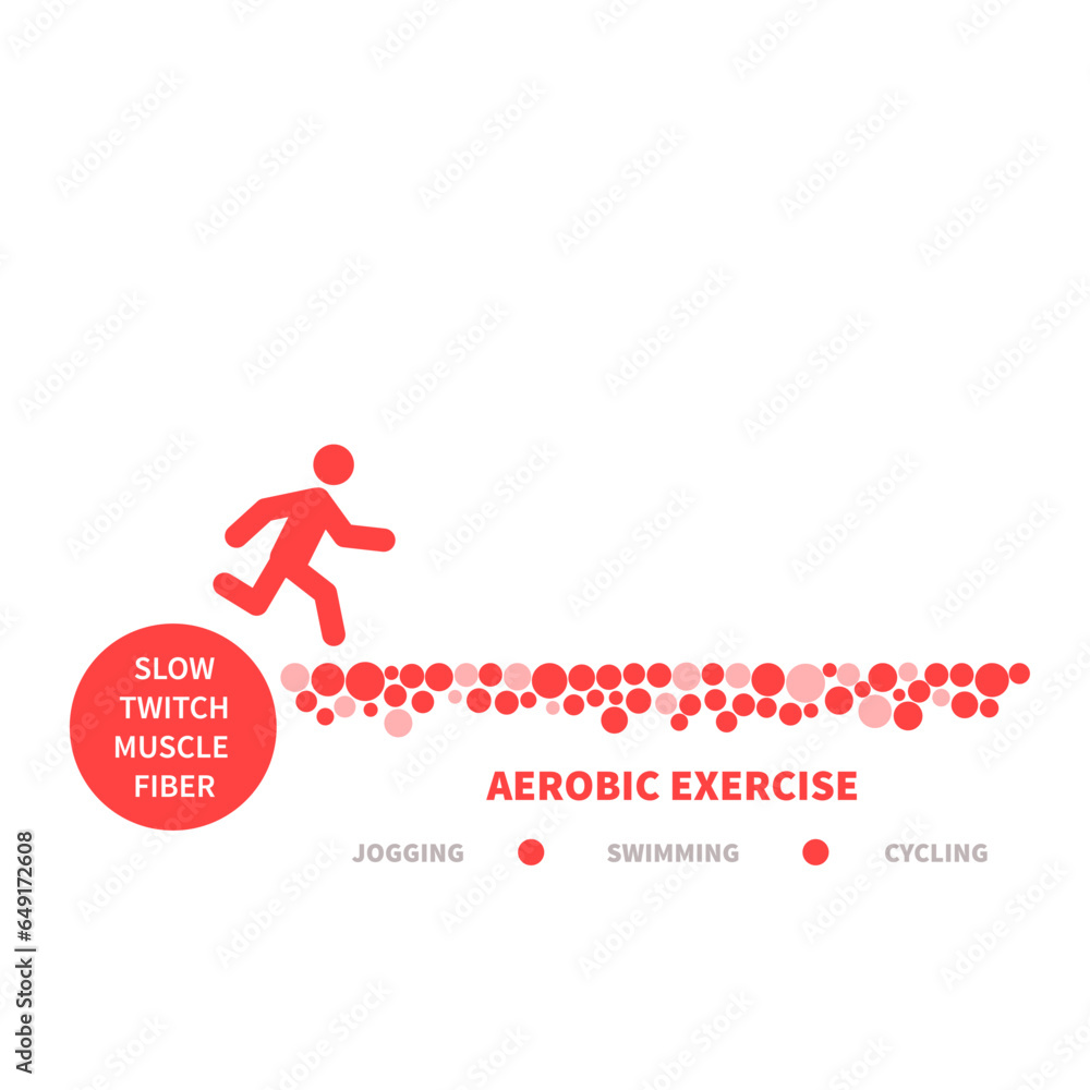 Slow twitch red muscle fiber type. Human skeletal muscular tissue ...