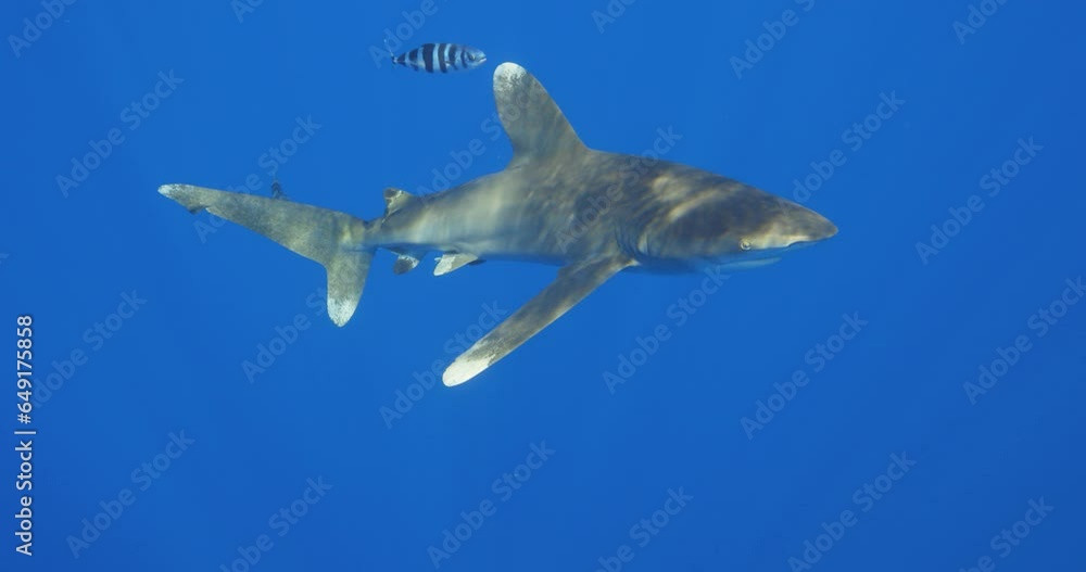 Rare Oceanic White Tip Shark bumps camera with nose in slow motion in ...