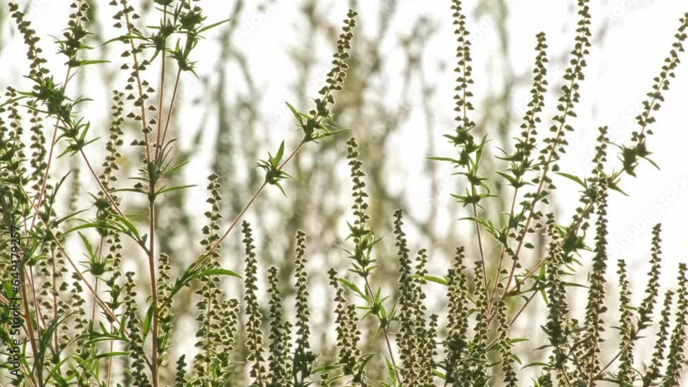 Ambrosia (common ragweed, annual ragweed). Ragweed flowering. Ambrosia ...
