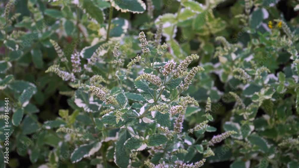 Pineapple Mint, Mentha suaveolens 'Variegata' plant example in its ...