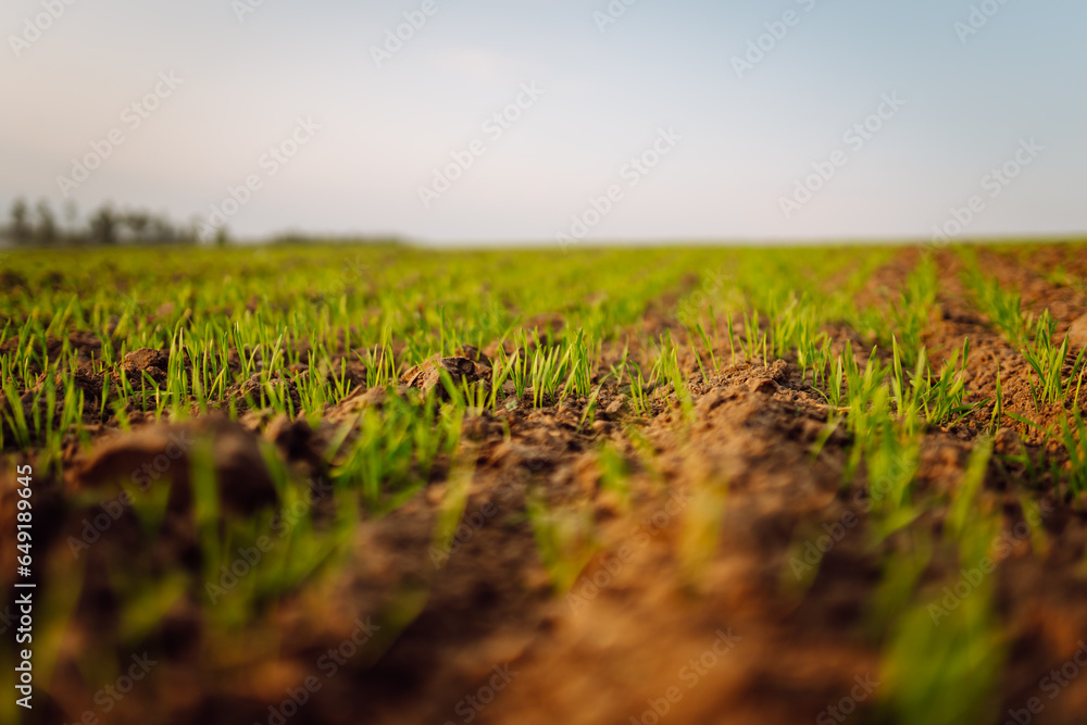 Sprouting field, black earth, green sprouts. Young seedlings growing on ...