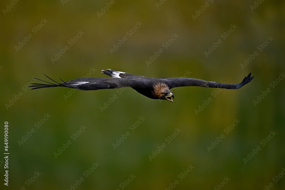 fliegender Steinadler // flying Golden eagle (Aquila chrysaetos) Stock ...