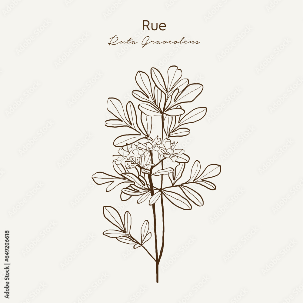 Hand drawn Rue (ruta graveolens). Medicinal herbs plant. Hand drawn ...