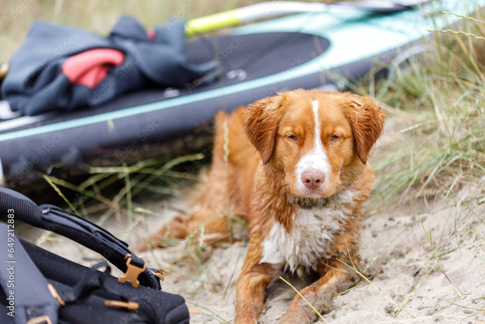 Paddle with dog. dog lying next to SUP equipment on the beach. Domestic ...