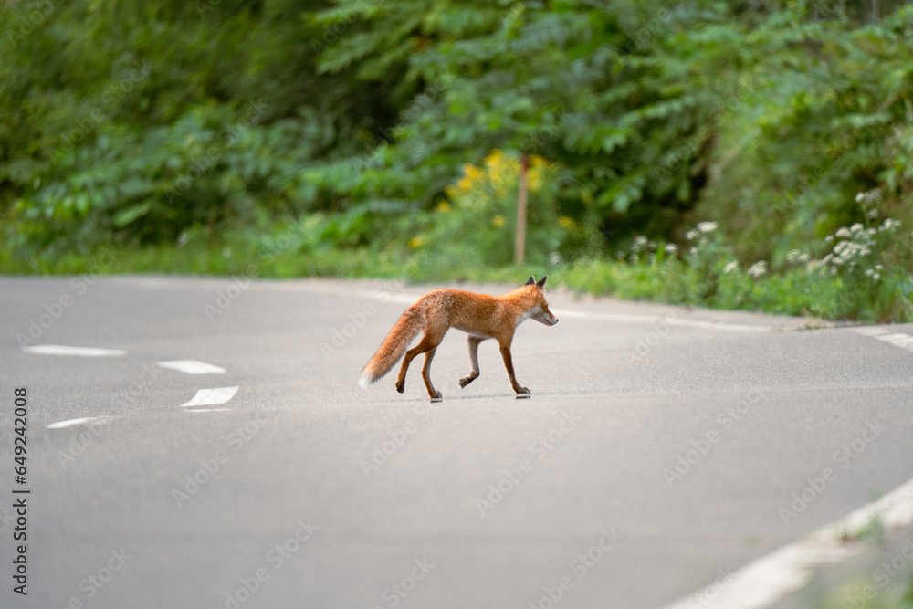 Red fox vulpes on the road, close distance between human and fox Stock ...