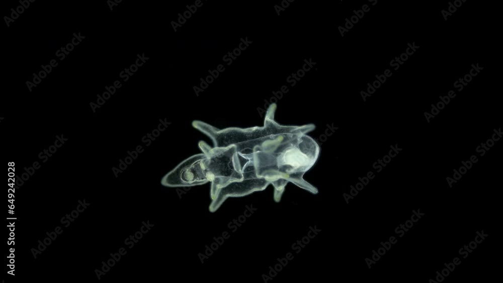 Larva of starfish family Asteriidae under microscope, possible Asterias ...