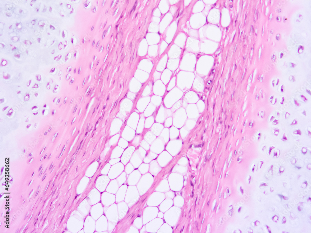 Photography Poster picture of histology human tissue with microscope ...