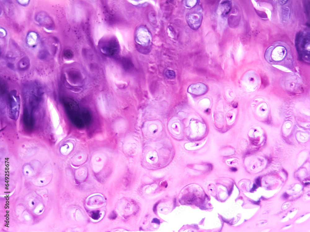 Póster picture of histology human tissue with microscope from ...