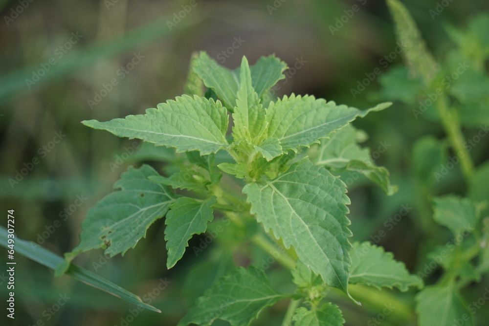 Basilicum polystachyon (Daun sangket). This plant is used to prevent ...
