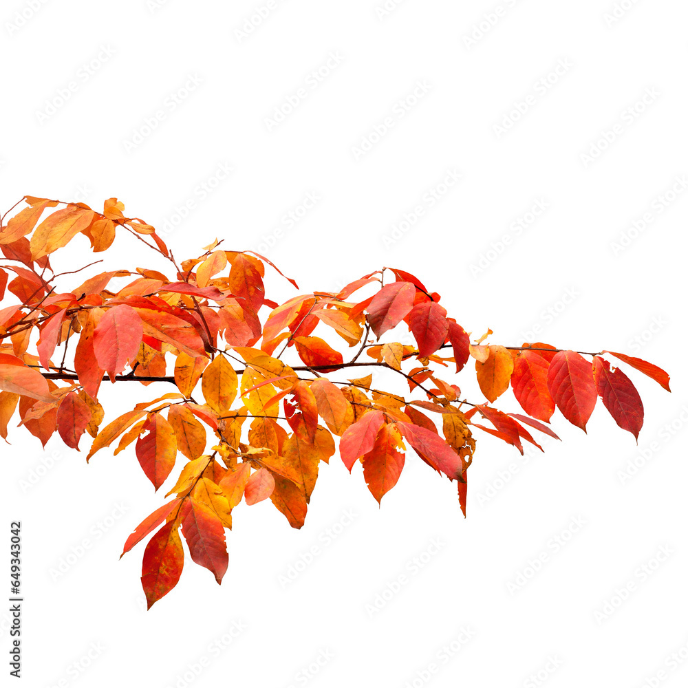 Autumn tree branch on transparent backgrounds png, set autumn leaves png, autumn colored with ...