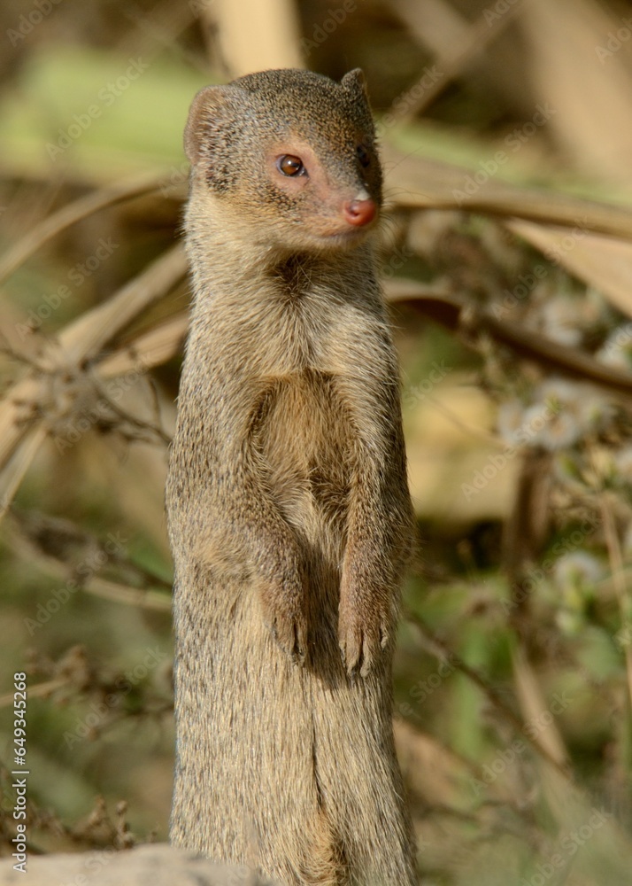 Small India Mongoose (Urva auropunctata) A common Mongoose found in ...