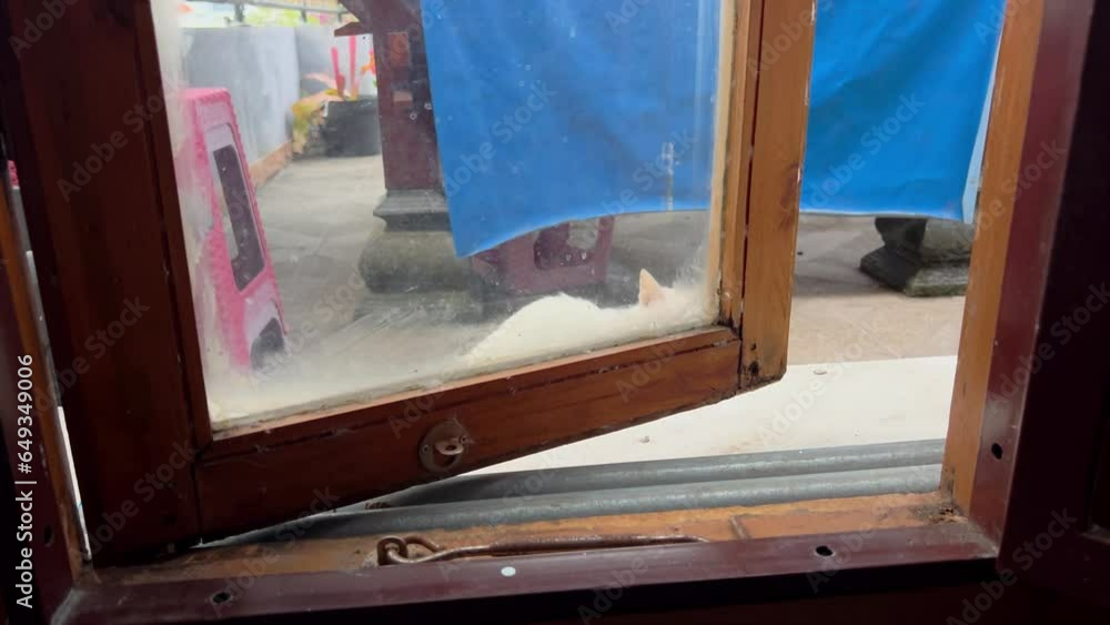 Cute white stray cat looking inside the window and jumping off into the ...