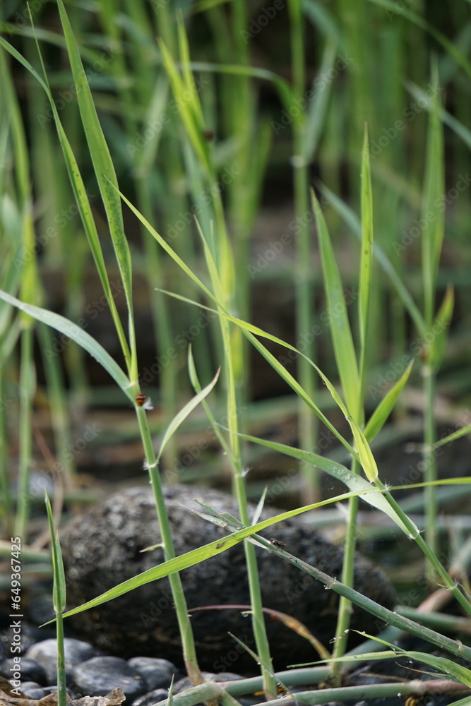 Sporobolus Alterniflorus (Spartina alterniflora, the smooth cordgrass ...
