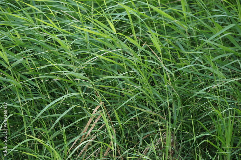 Sporobolus Alterniflorus (Spartina alterniflora, the smooth cordgrass ...