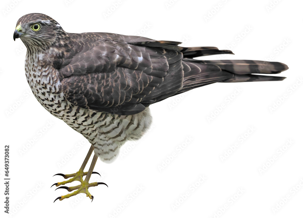 Female of Eurasian Sparrowhawk (Accipiter nisus), PNG, isolated on ...