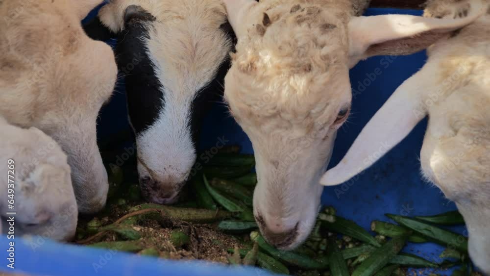 Close up shot of many sheep heads eating okra and powdered feed with ...