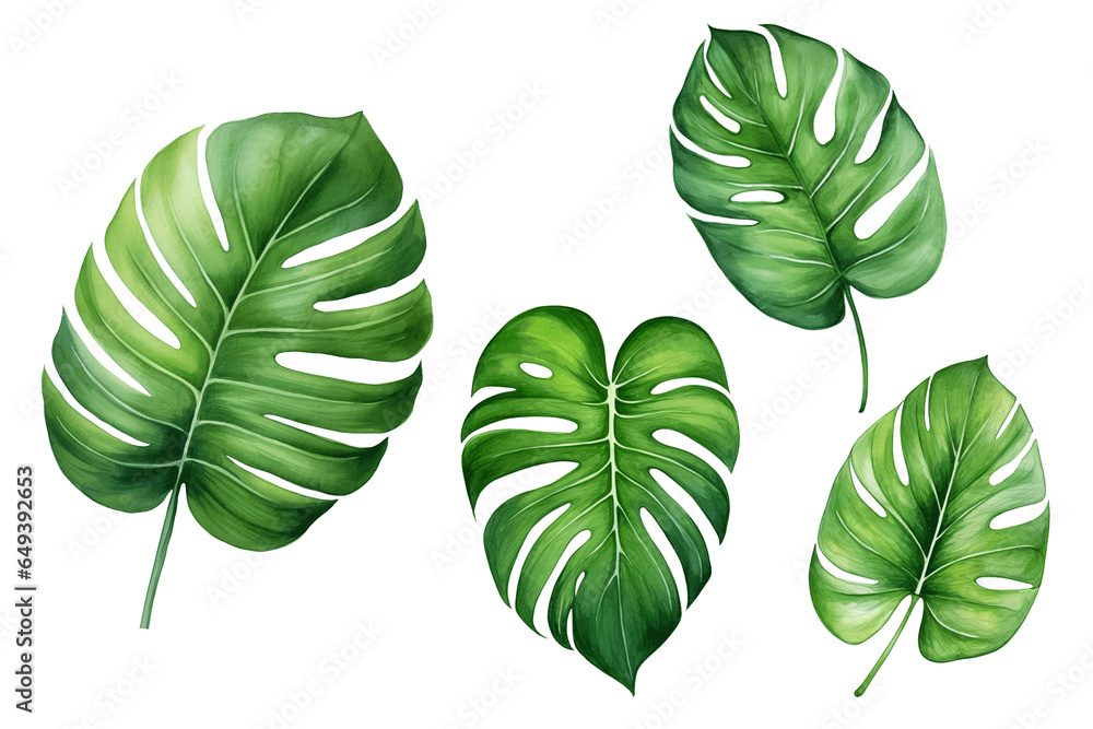 Collection of Monstera leaves, big bundle element design of Green Leaf ...