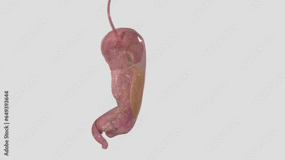 The peritoneum is the serous membrane that lines the abdominal cavity ...