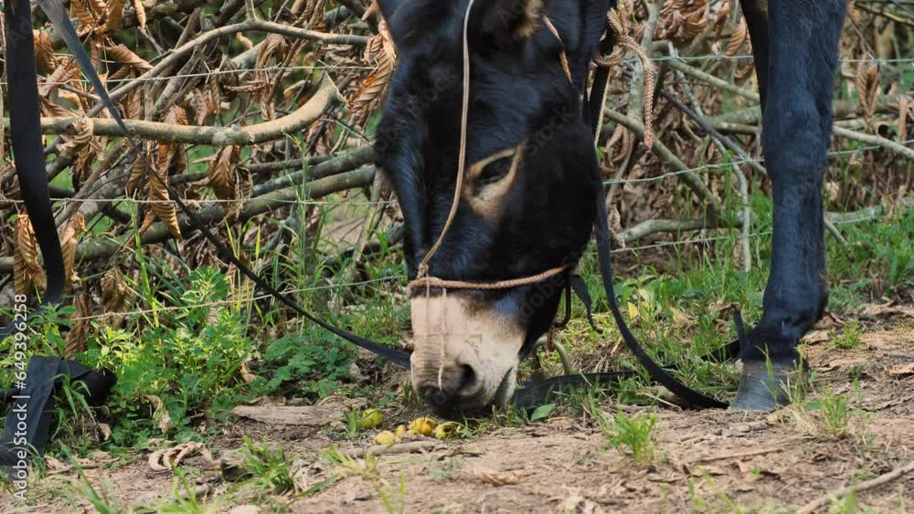 Close-up of a black donkey's head eating apples from the ground. Bottom ...