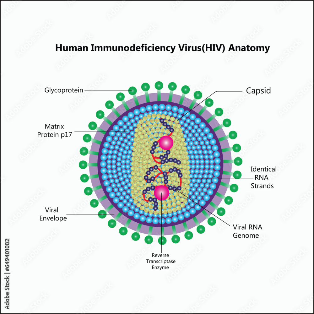 HIV virus structure. Viral infection HIV, AIDS. Sexually transmitted ...