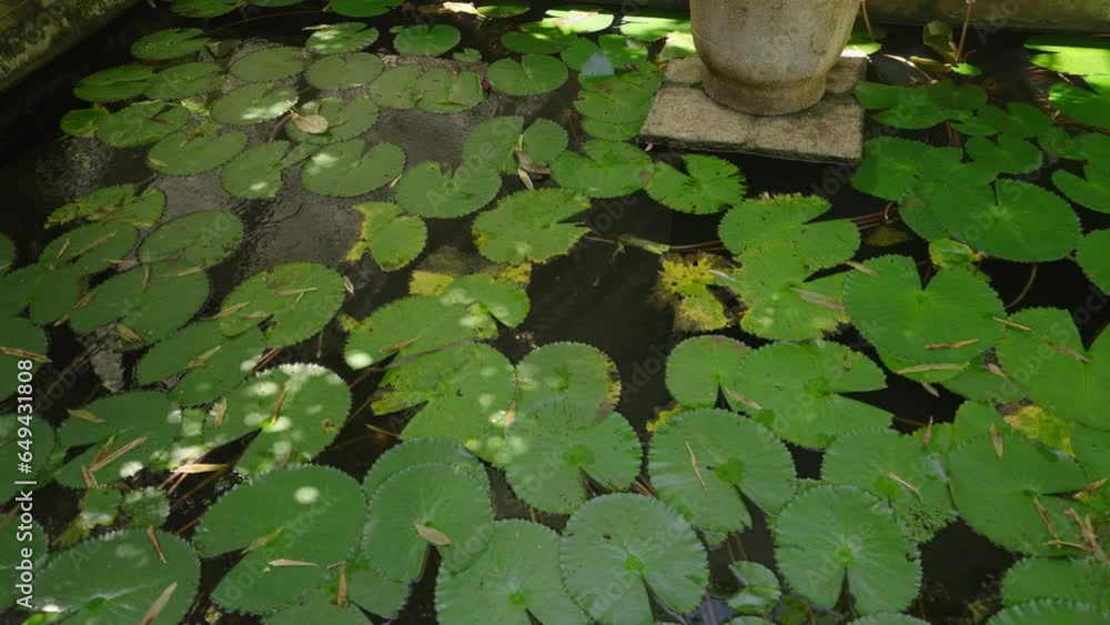 Decorative pond with koi fish and water lilies on surface of water in ...