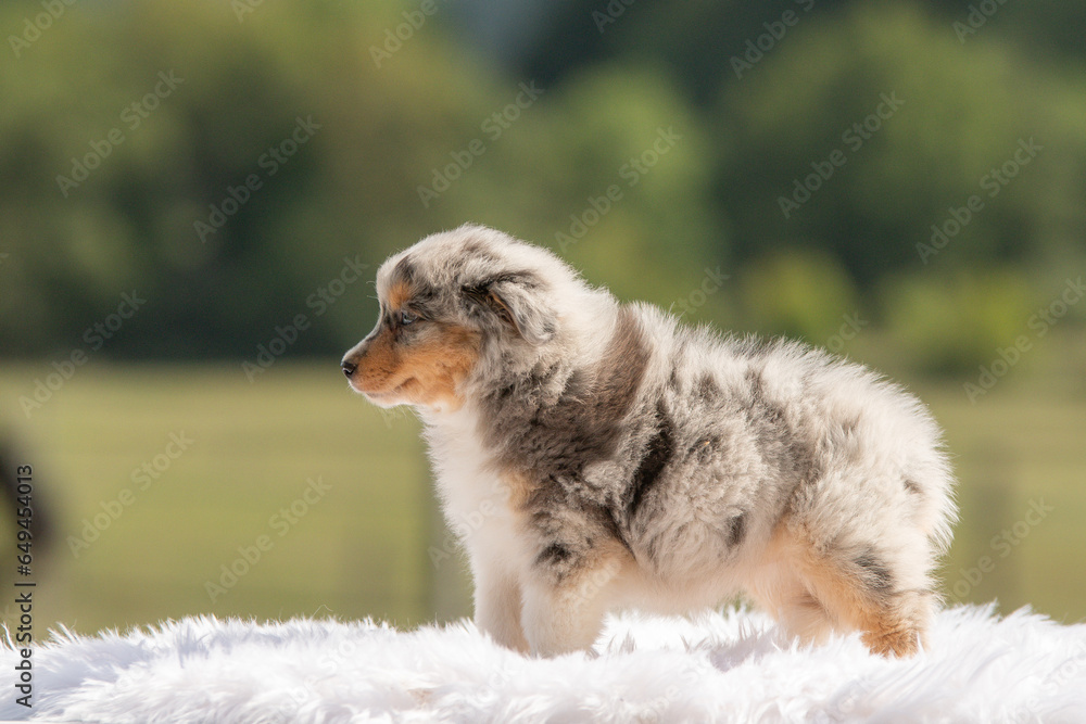 Shooting d'un magnifique chiot de race berger australien dans un ...