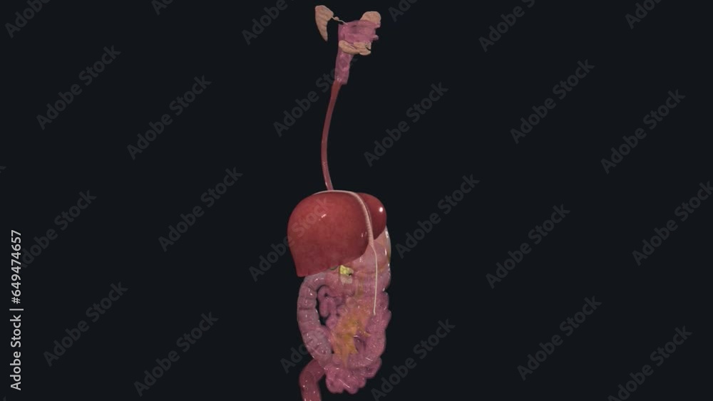 Vidéo Stock The accessory organs include the teeth, tongue, and ... Vidéo Stock The accessory organs include the teeth, tongue, and ...