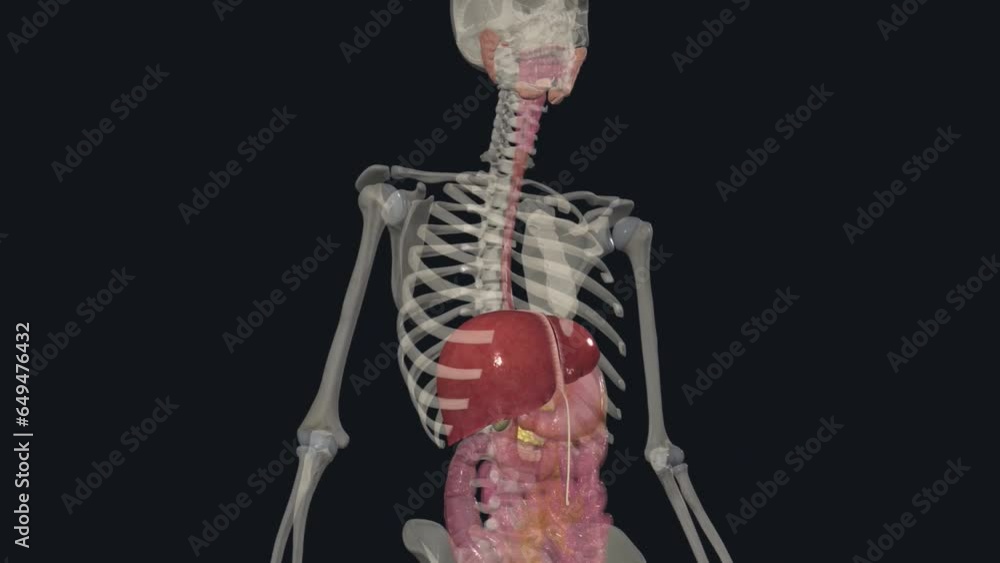 The accessory organs include the teeth, tongue, and glandular organs ... The accessory organs include the teeth, tongue, and glandular organs ...