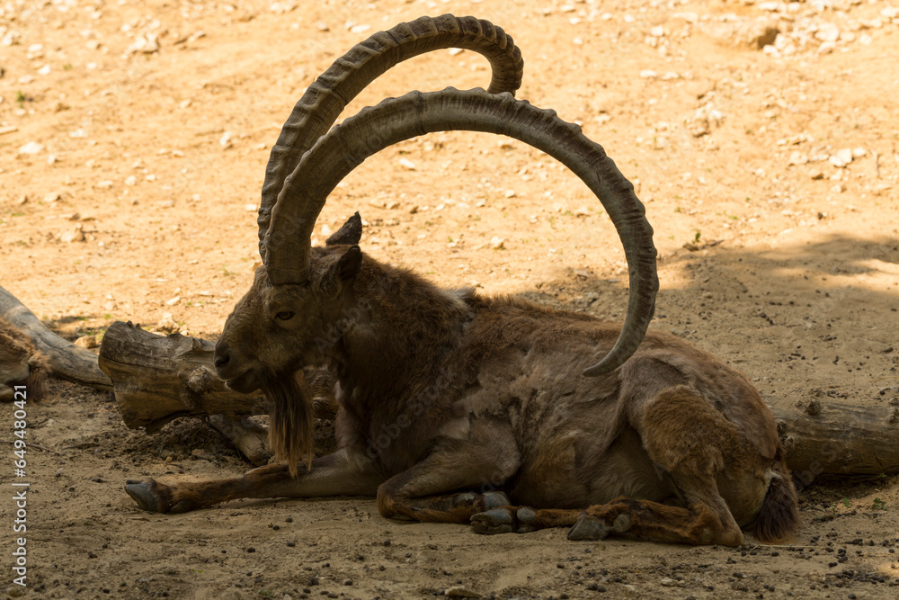 Asian ibex (Capra sibirica), also known using regionalized names as the ...