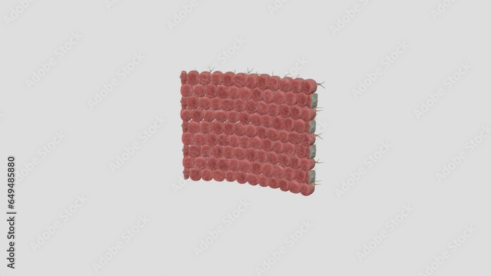 Ependymal cells form a single-layered, ciliated cellular interface that ...