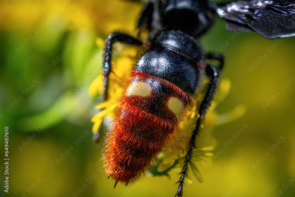 The unique signature marks on the abdomen of a Two-spotted Scoliid Wasp ...