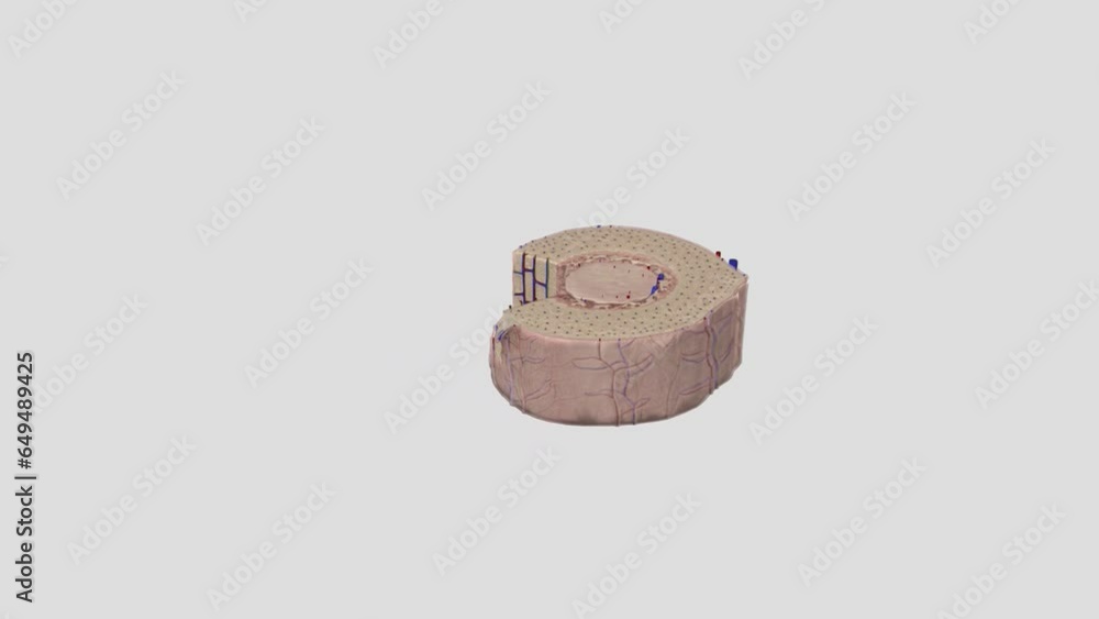 Vidéo Stock Compact bone (or cortical bone) forms the hard external ...