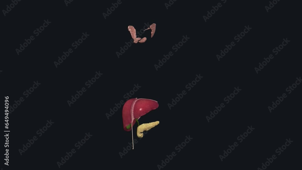 Vidéo Stock The accessory organs include the teeth, tongue, and ...
