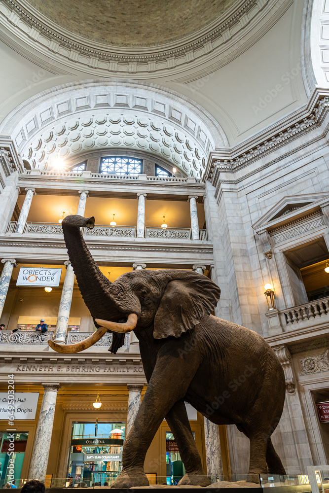 Washington DC, April 8 2023 - The African Elephant in the main hall of ...