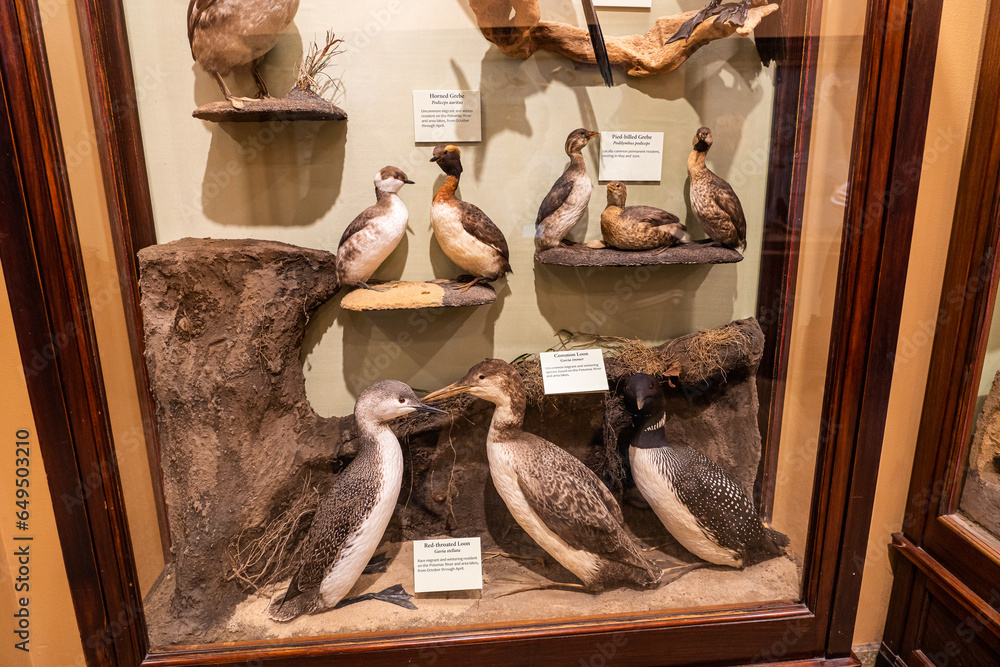 Washington DC, April 8 2023 - Bird species in north america exhibition ...