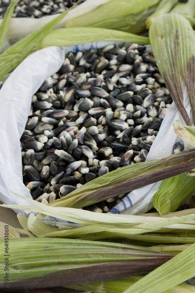 Shelled corn, black corn kernels, there are different types of corn ...