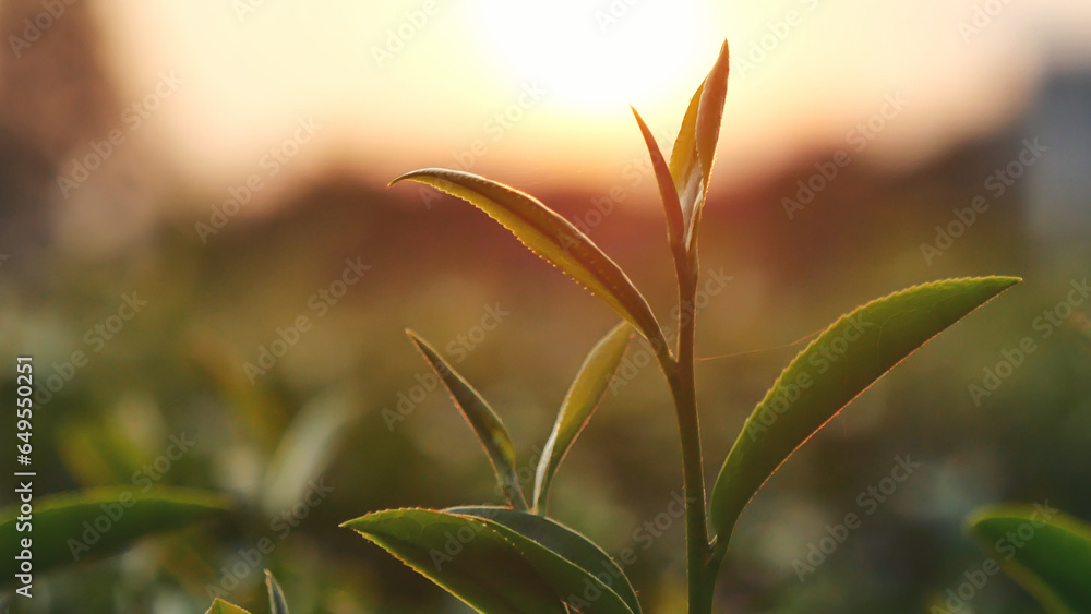 Green tea tree leaves field Fresh young tender bud herbal in farm on ...