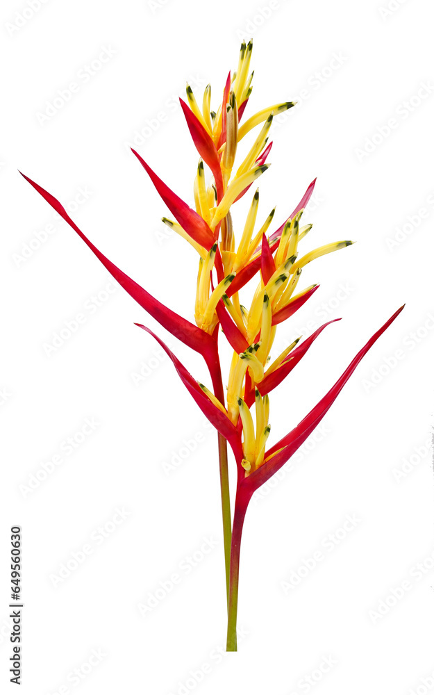 Heliconia isolated on white background. Ornamental flowers, Parrot’s ...