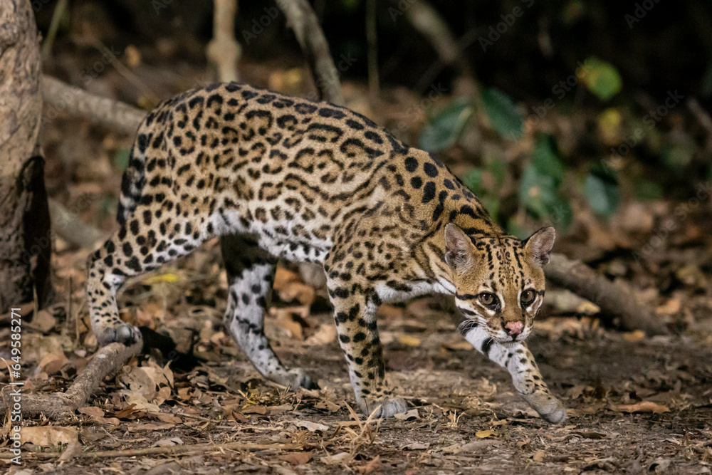 Ocelot (Leopardus pardalis) on the ground at night in the Pantanal ...