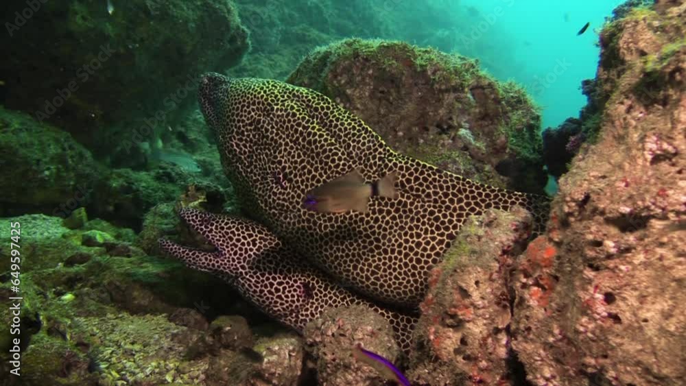 Two black-spotted moray eels on top of each other in a reef crevice ...