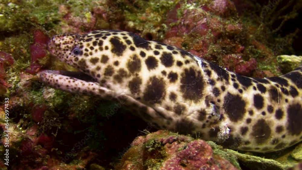 Tiger snake moray eel looks out of a crevice in coral block. Skin shows ...