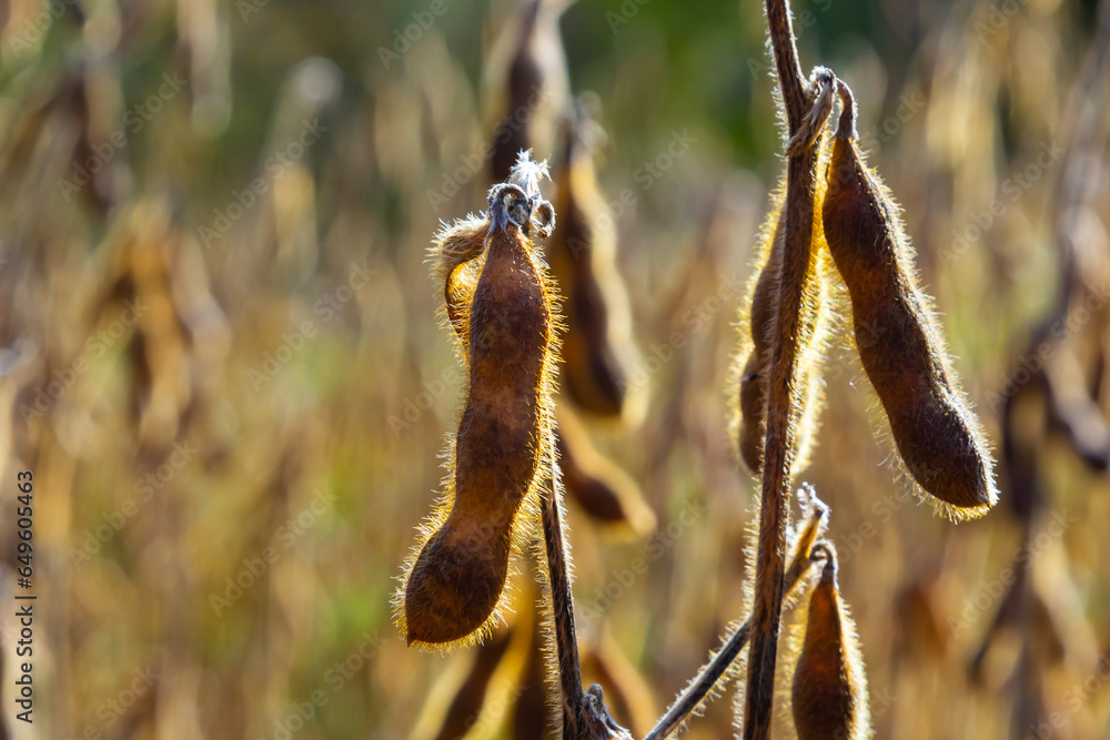 Soybeans pod macro. Harvest of soy beans - agriculture legumes plant ...