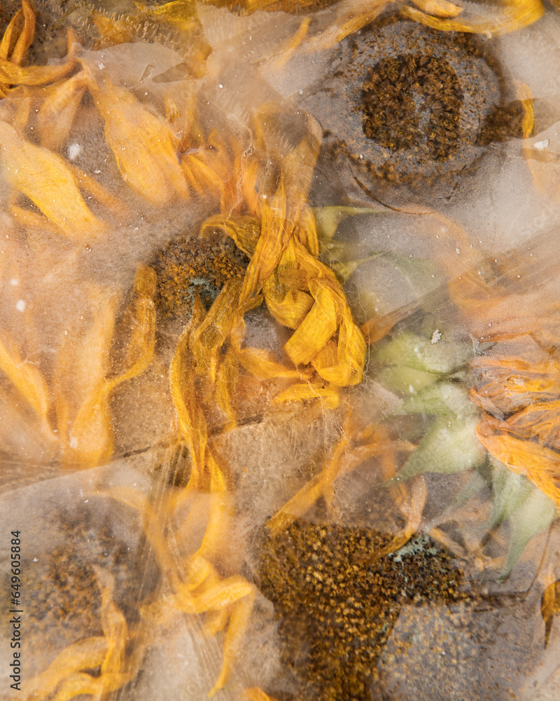 abstract still life of wilted frozen sunflowers and petals in ice Stock ...