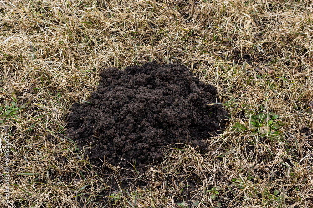 Molehills. Mole mounds. Mole hills. A meadow damaged by a group of ...