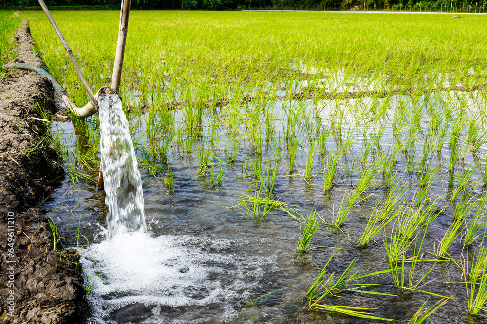 Irrigation of rice fields using pump wells with the technique of ...