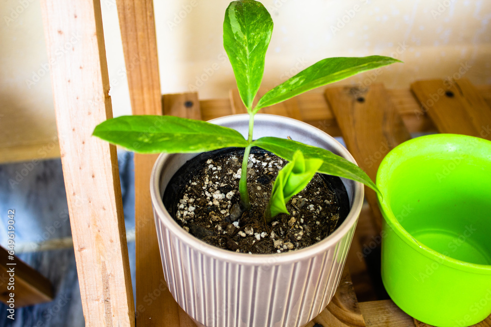 Foto de Psychotria viridis, also known as chacruna, chacrona, or ...
