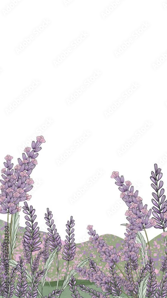 animated lavenders in alpha channel loop for wallpapers, web ...