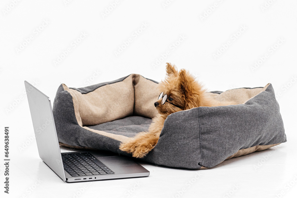Funny puppy with glasses in front of a laptop. Cute dog looks at the ...
