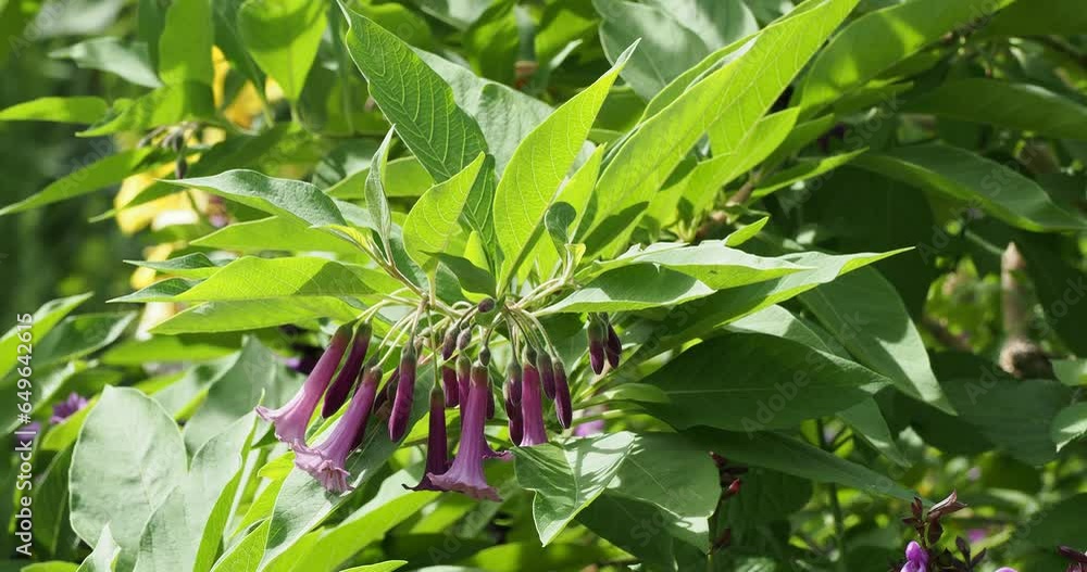 (Iochroma cyaneum) Close up on clusters of trumpet-shaped tubular ...