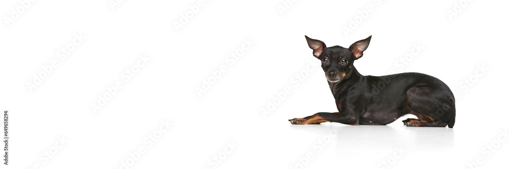 Side view of one little dog, cute beautiful Pinscher puppy posing ...